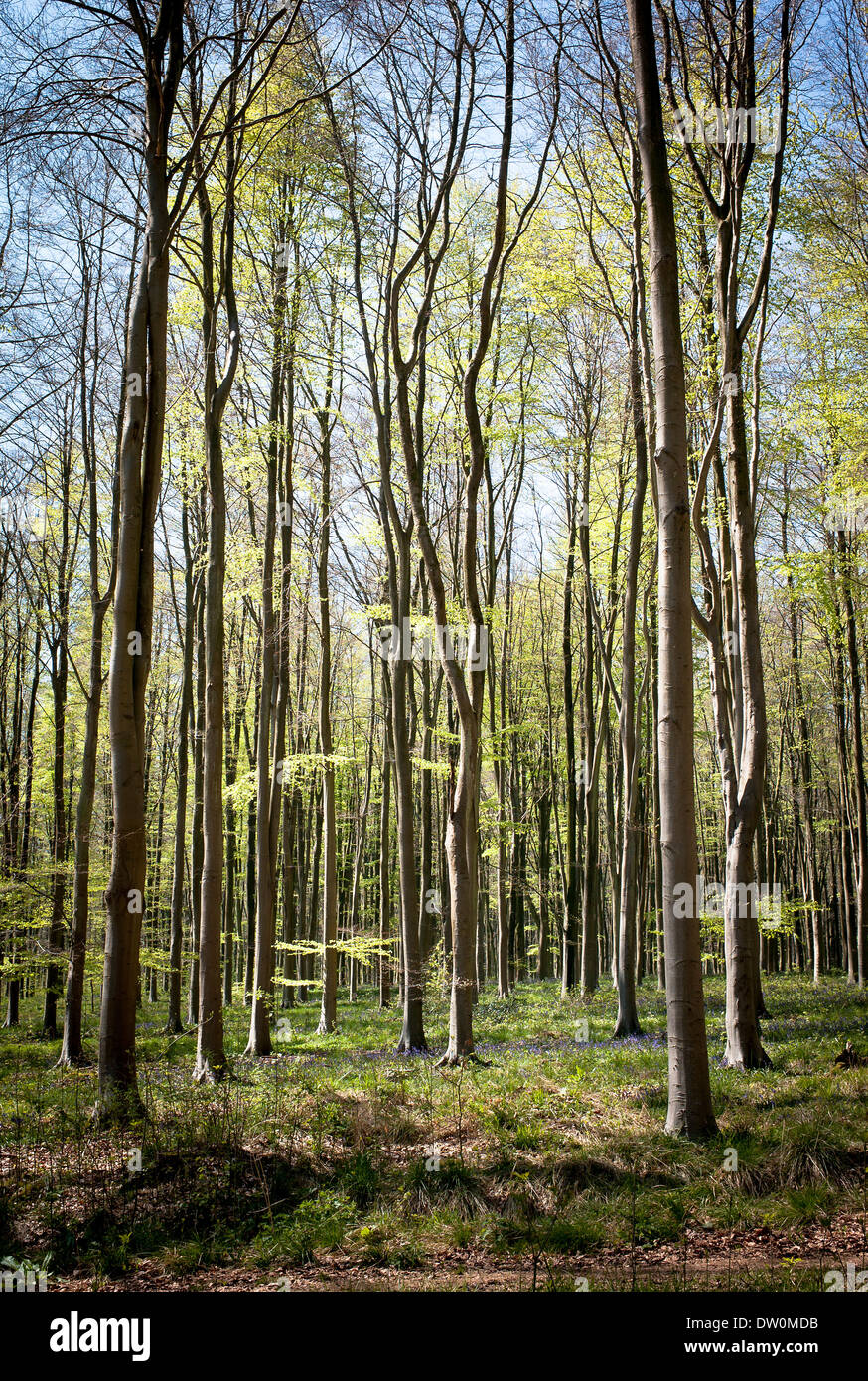 Spring in West Woods Marlborough Wiltshire UK Stock Photo - Alamy
