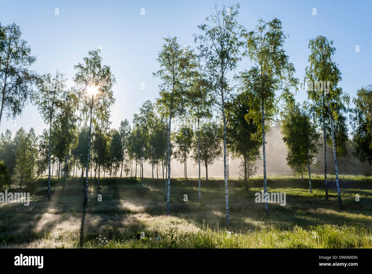 Early Morning Sun Shining through Mist and Trees Stock Photo - Alamy