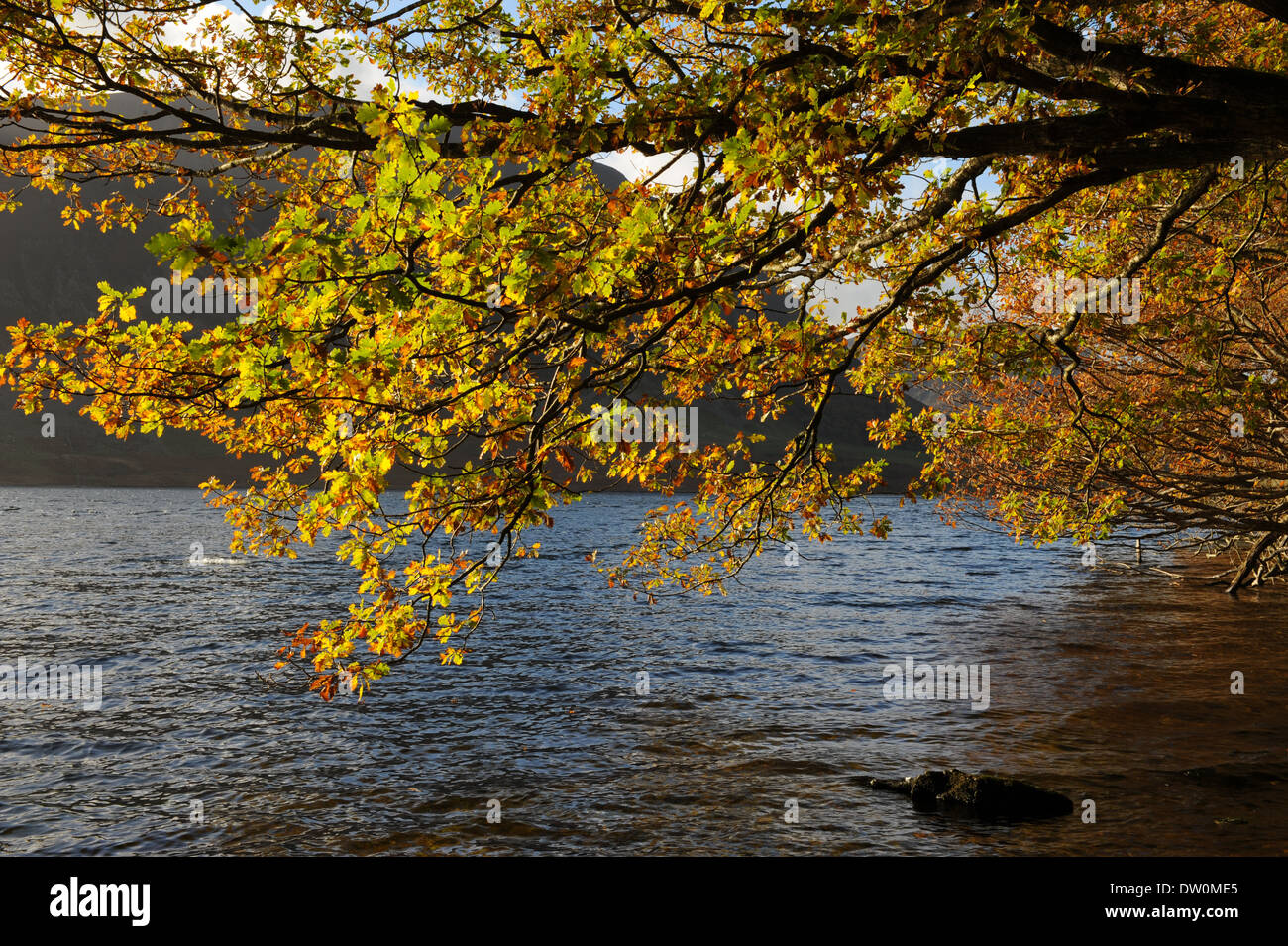 Overhanging tree hi-res stock photography and images - Alamy