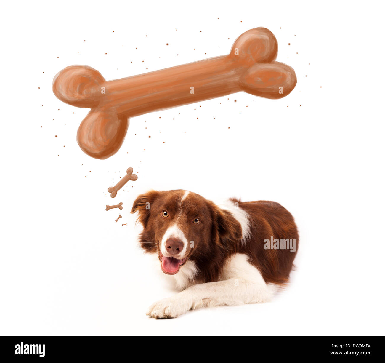 Border collie thinking bone hi-res stock photography and images - Alamy