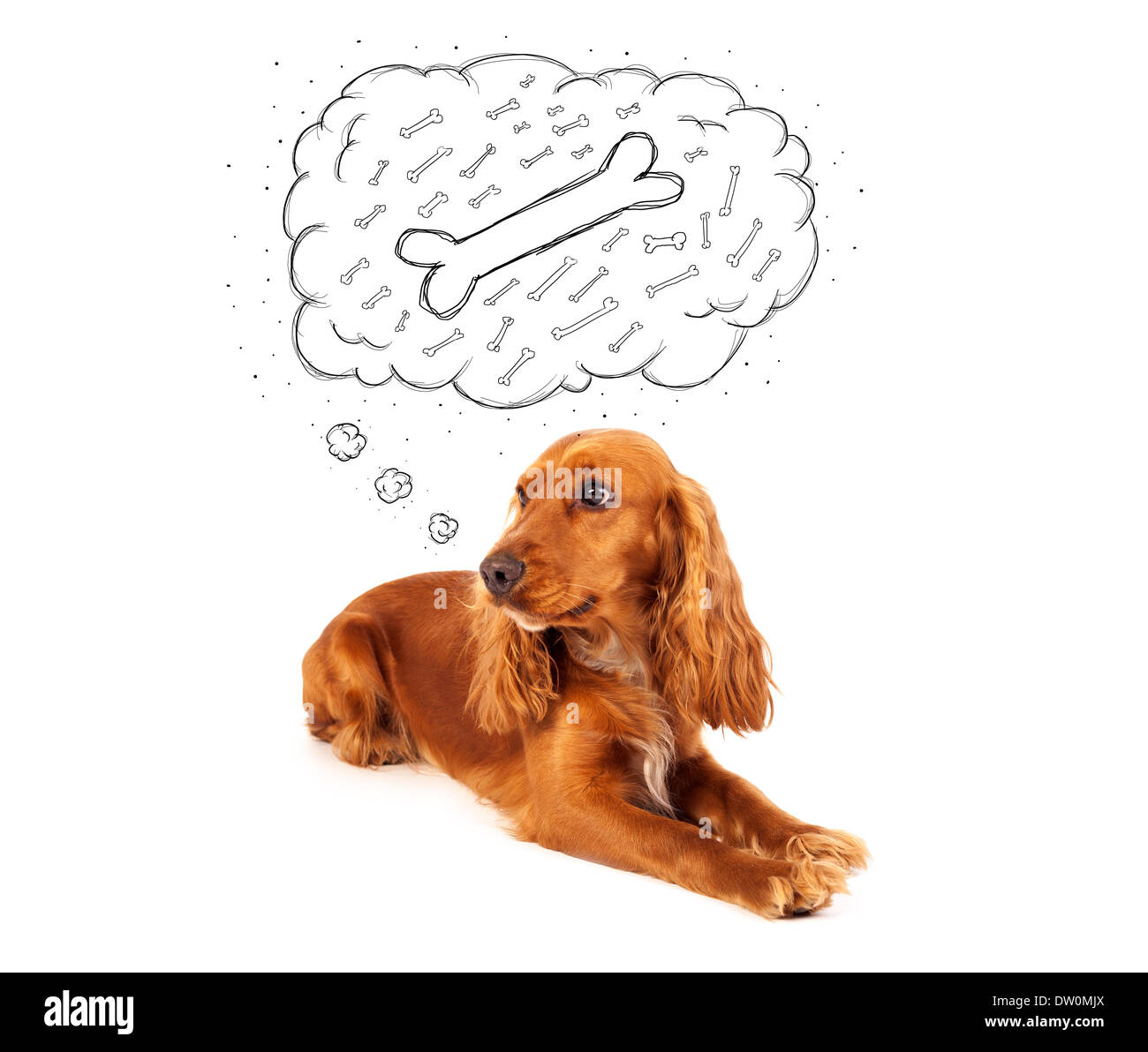 Cute dog with thought bubble thinking about a bone Stock Photo - Alamy