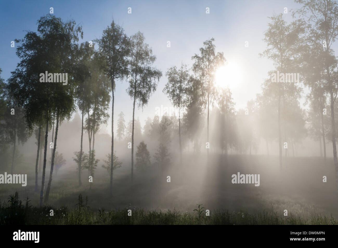 Early Morning Sun Shining through Mist and Trees Stock Photo - Alamy