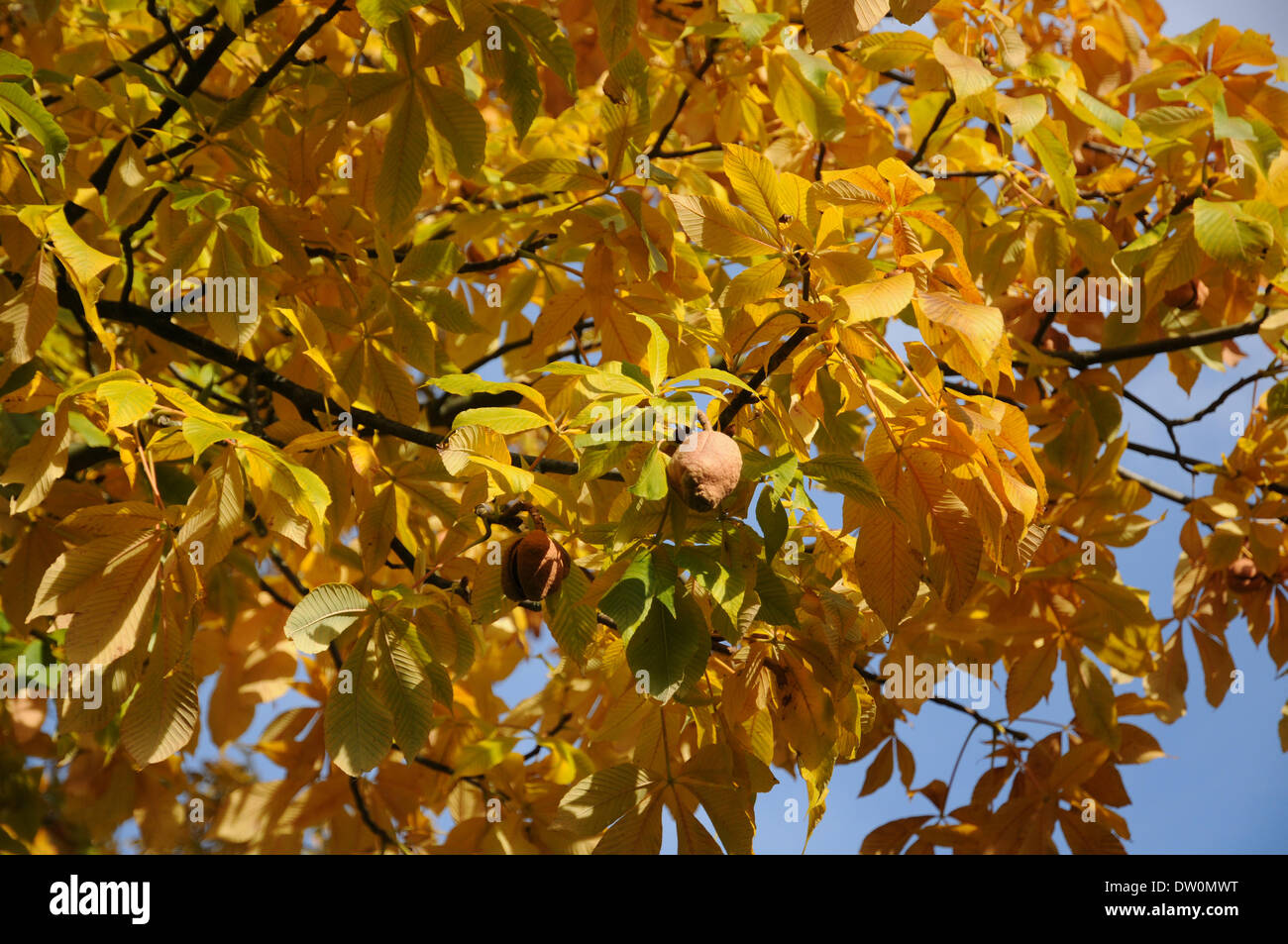 Aesculus flava yellow buckeye tree hi-res stock photography and images ...