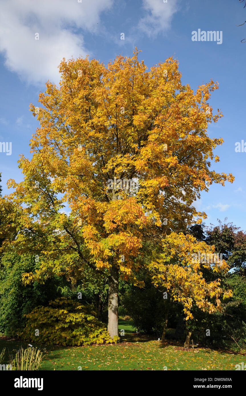 Aesculus flava yellow buckeye tree hi-res stock photography and images ...