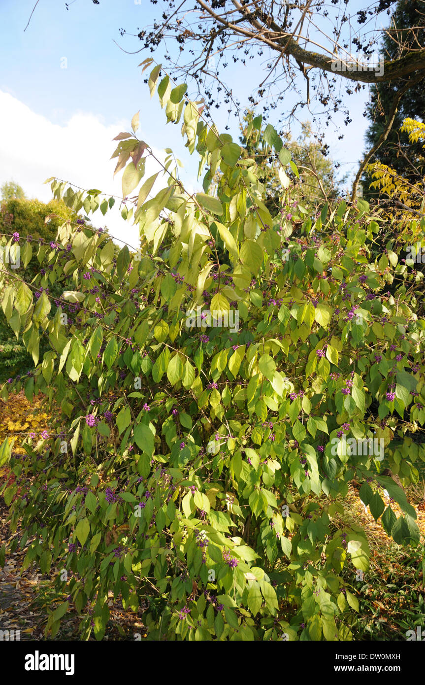 Beauty bush blossom hi-res stock photography and images - Alamy