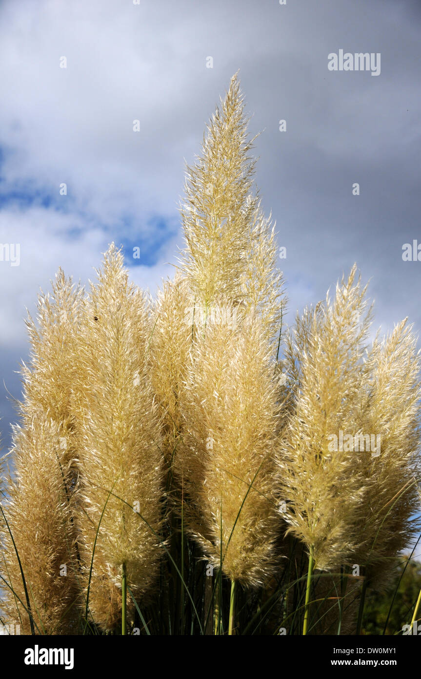 Pampas High Resolution Stock Photography and Images - Alamy