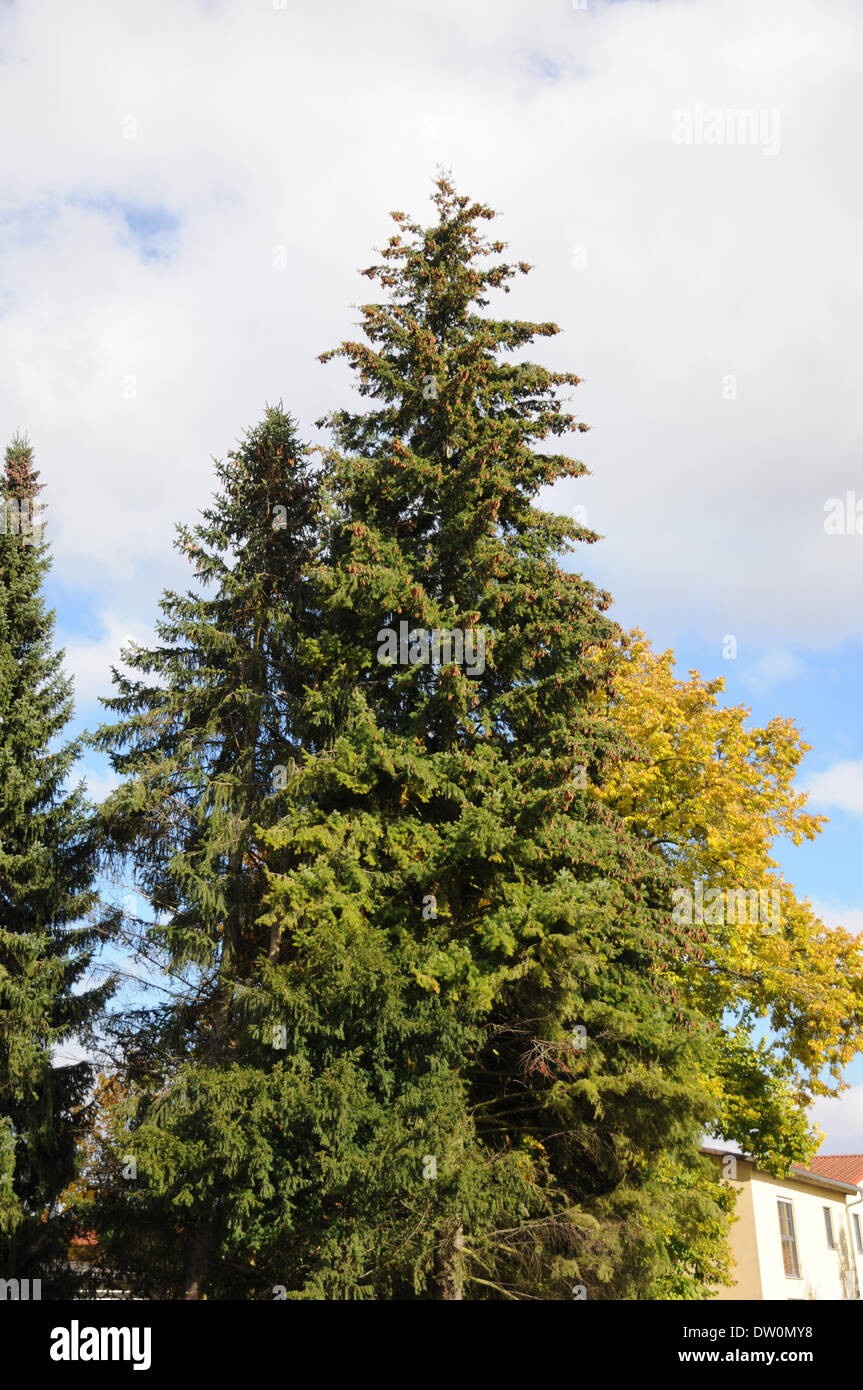 Douglasie pseudotsuga hi-res stock photography and images - Alamy