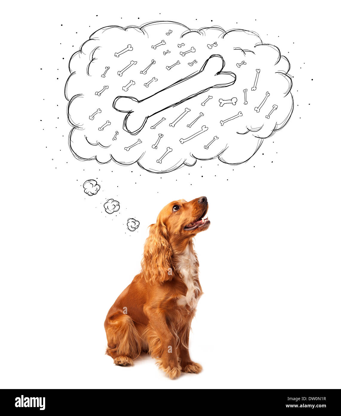 Cute dog with thought bubble thinking about a bone Stock Photo - Alamy