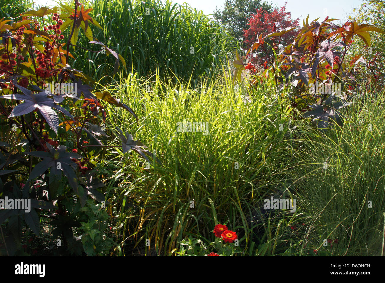 Chinese grass hi-res stock photography and images - Alamy
