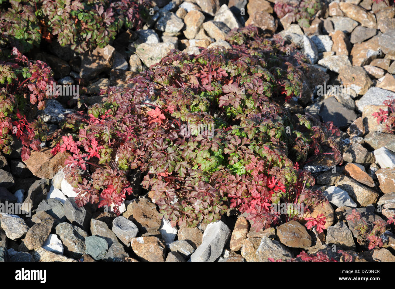 Red geranium autumn fall leaves hi-res stock photography and images - Alamy