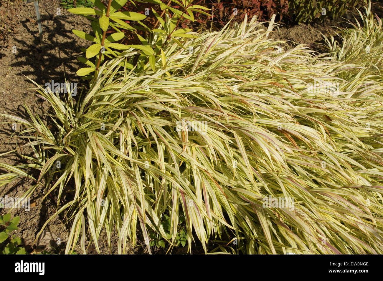 Golden Japanese Grass Stock Photo - Alamy