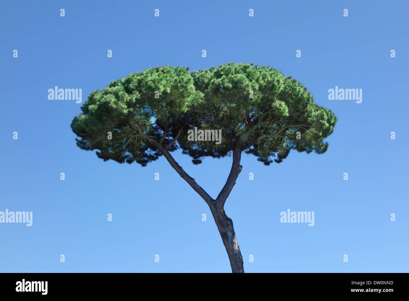 Isolated Stone pine tree in Rome Italy Stock Photo - Alamy