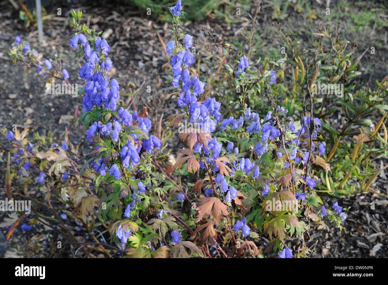 Japaneses aconite hi-res stock photography and images - Alamy