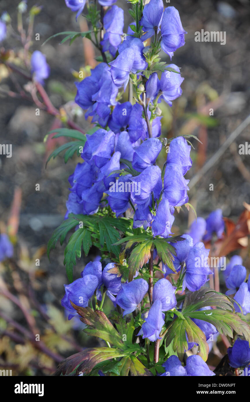 Japaneses aconite hi-res stock photography and images - Alamy