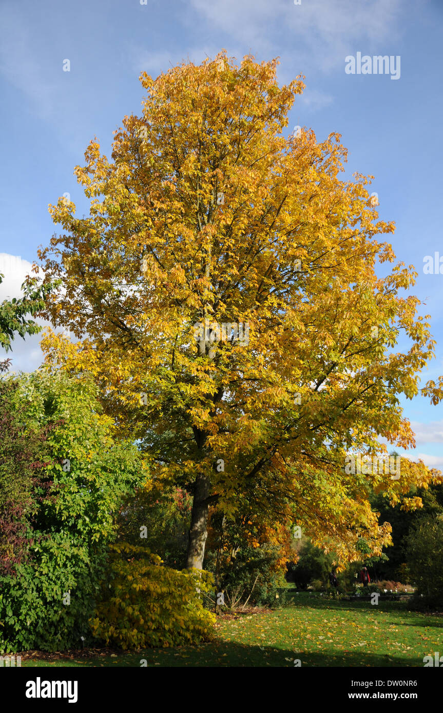 Aesculus Flava Yellow Buckeye Tree High Resolution Stock Photography ...