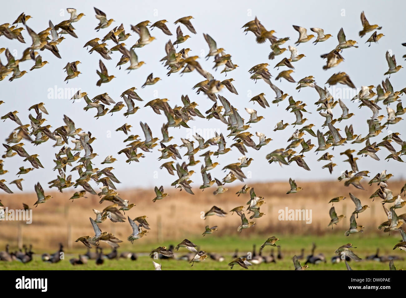 Flock of golden plover in flight hi-res stock photography and images ...