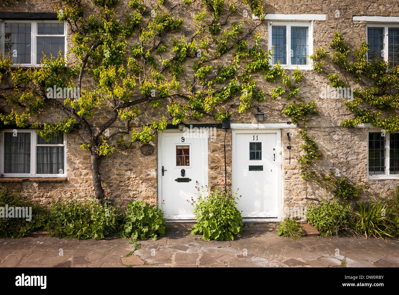 Two terraced cottages in Aynho UK with apricot trees growing up walls ...