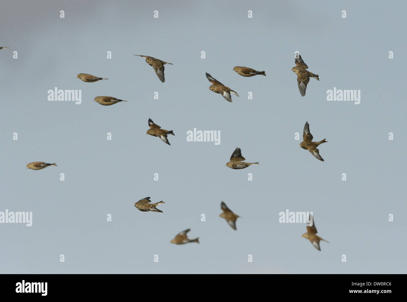 Linnet In The Fly High Resolution Stock Photography and Images - Alamy