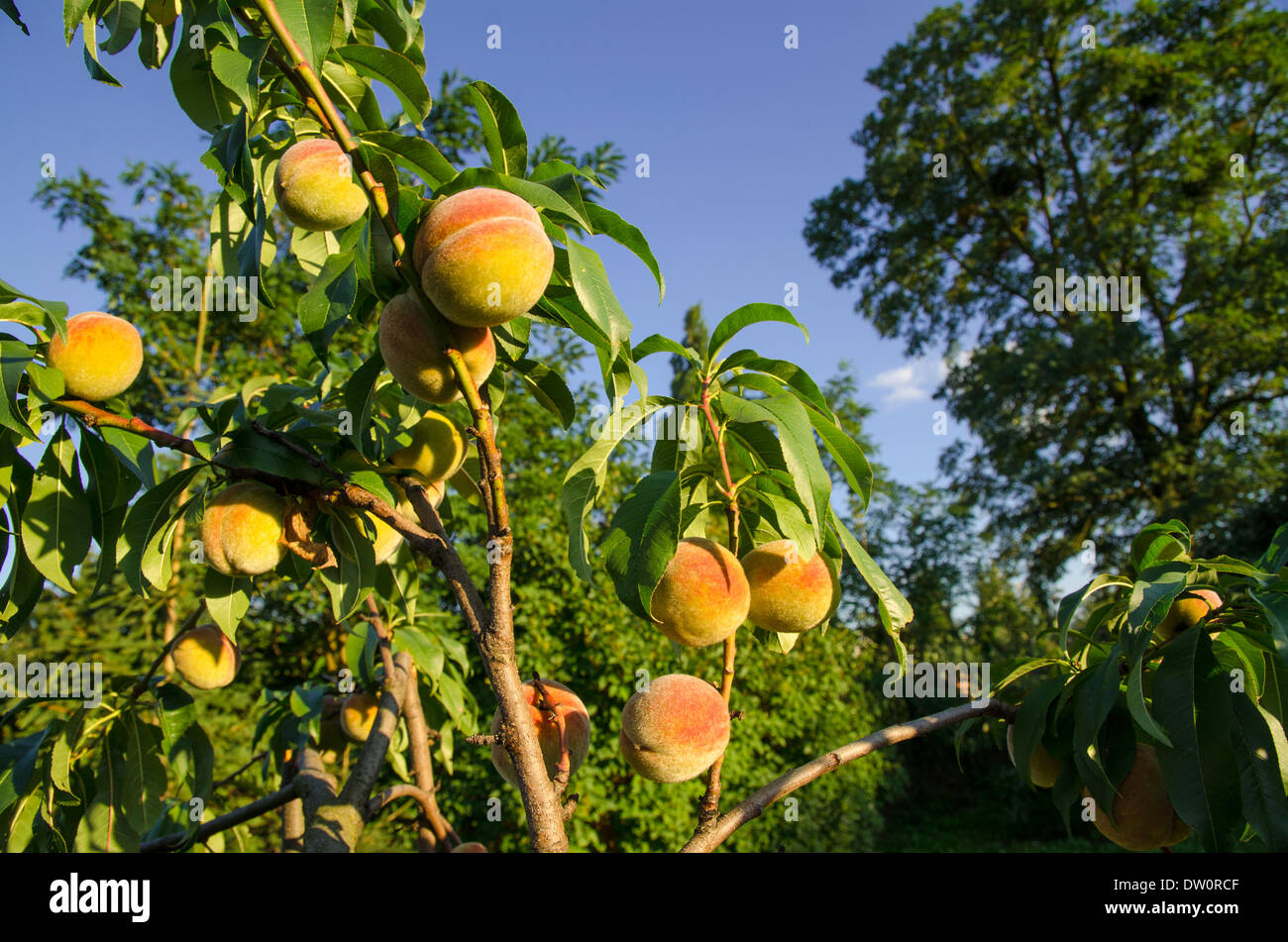 Peach prunus persica branch leaves hi-res stock photography and images ...