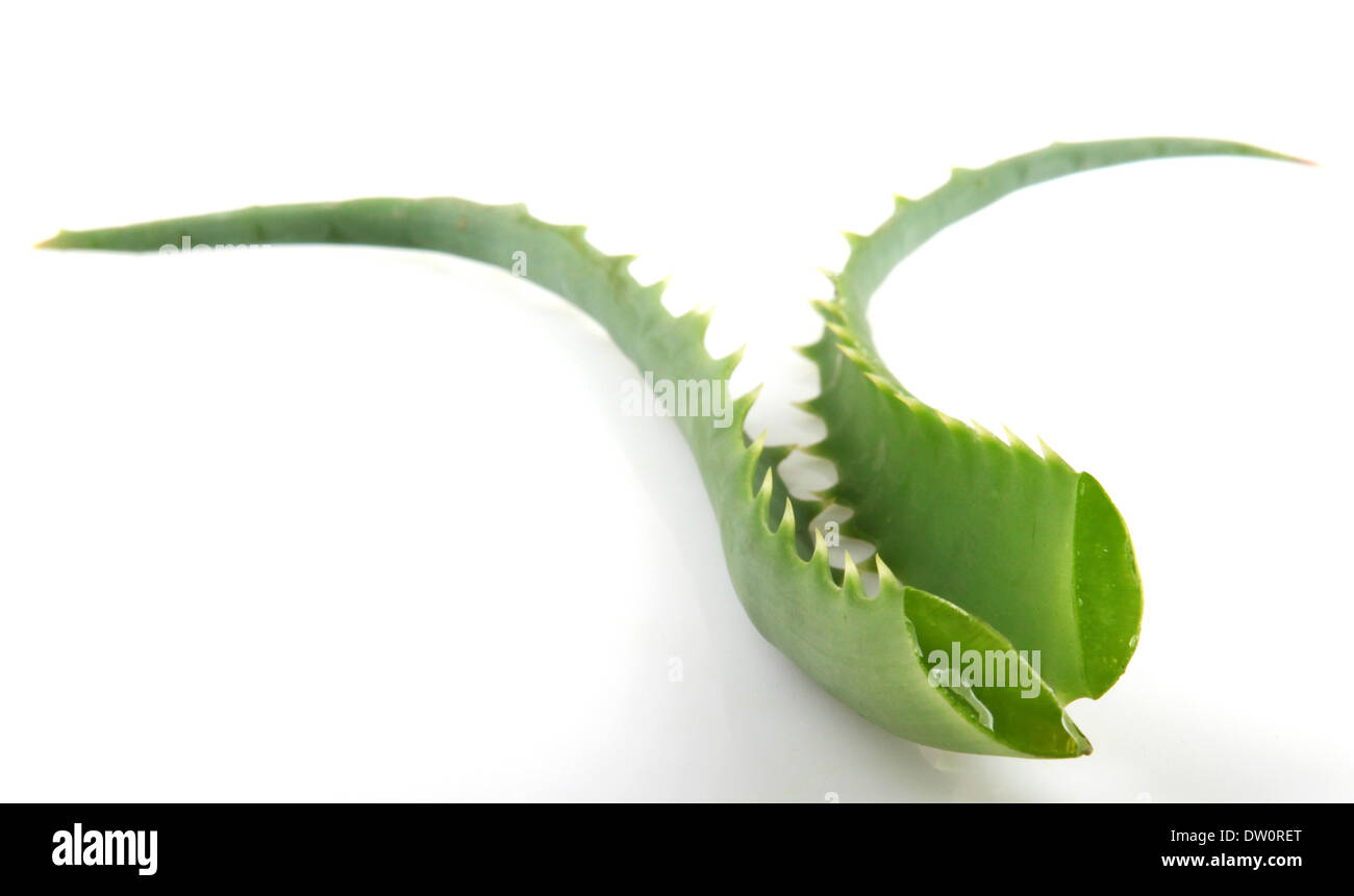 Aloe Vera Plant Isolated On White Stock Photo - Alamy