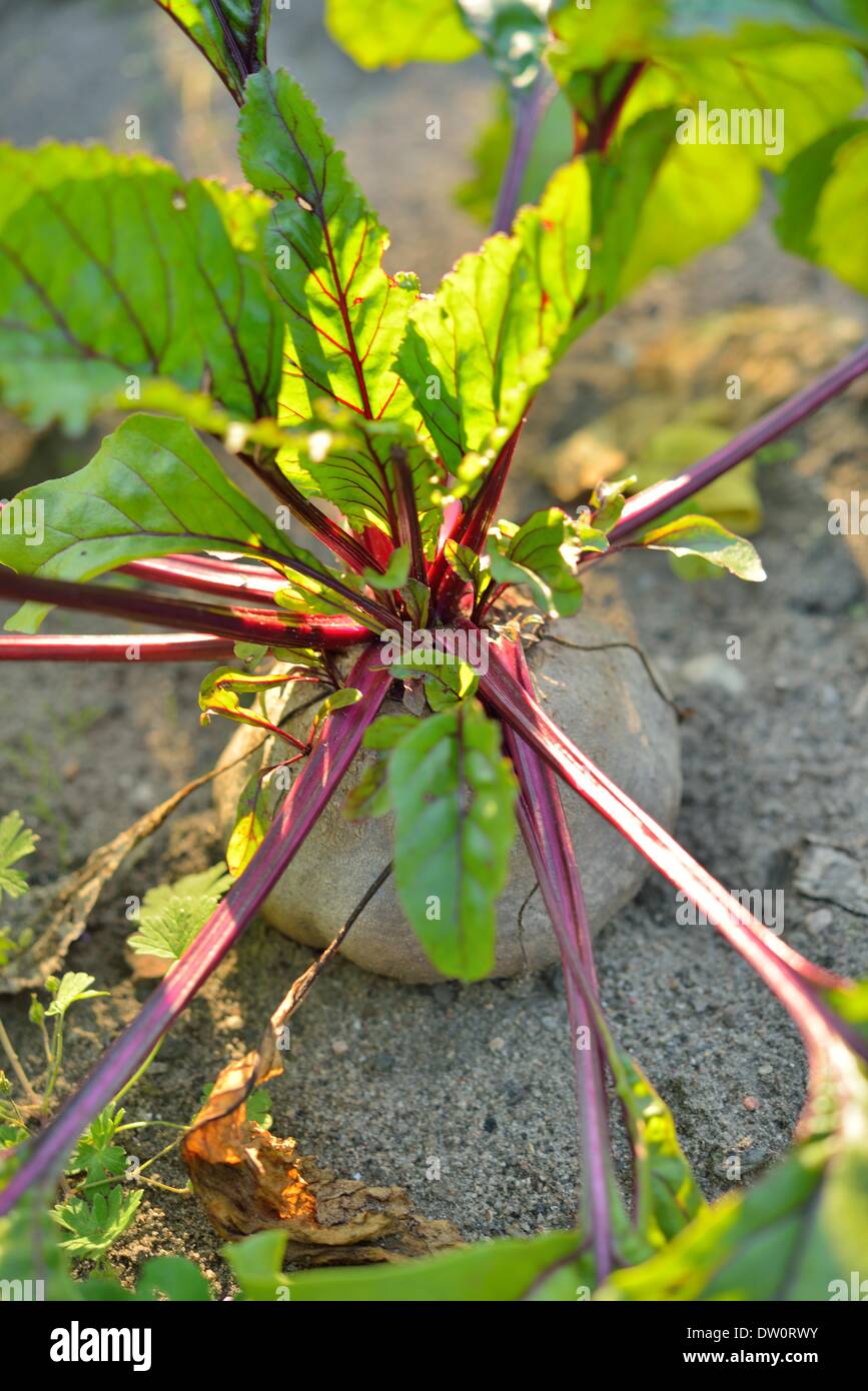 Red beetroot leaves bed hi-res stock photography and images - Alamy