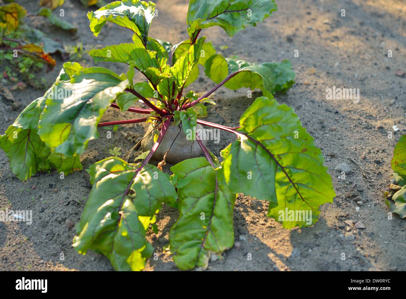 Red beetroot leaves bed hi-res stock photography and images - Alamy