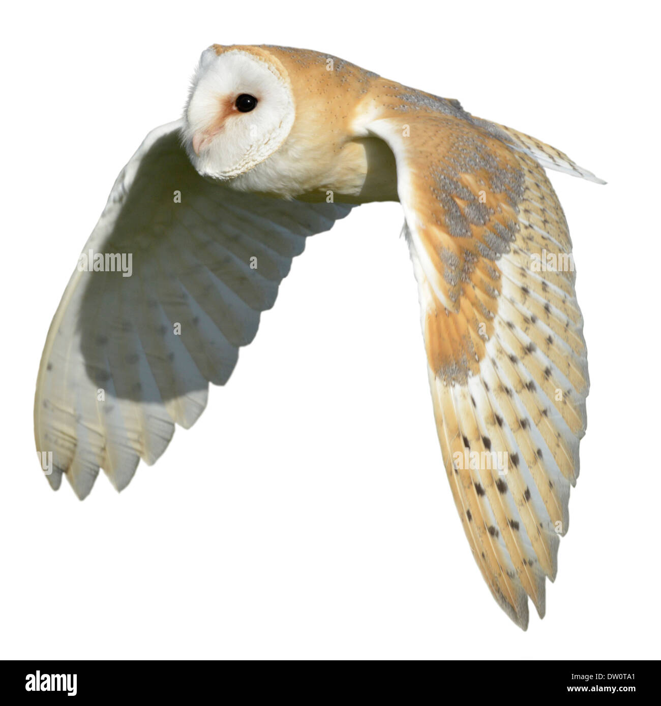 Barn owl flying Cut Out Stock Images & Pictures - Alamy