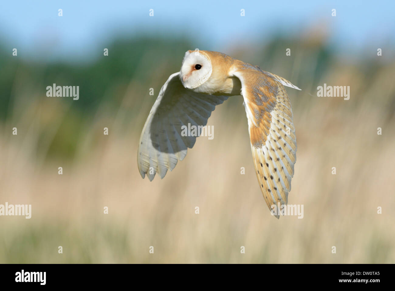 Barn Owl Tyto alba Stock Photo - Alamy