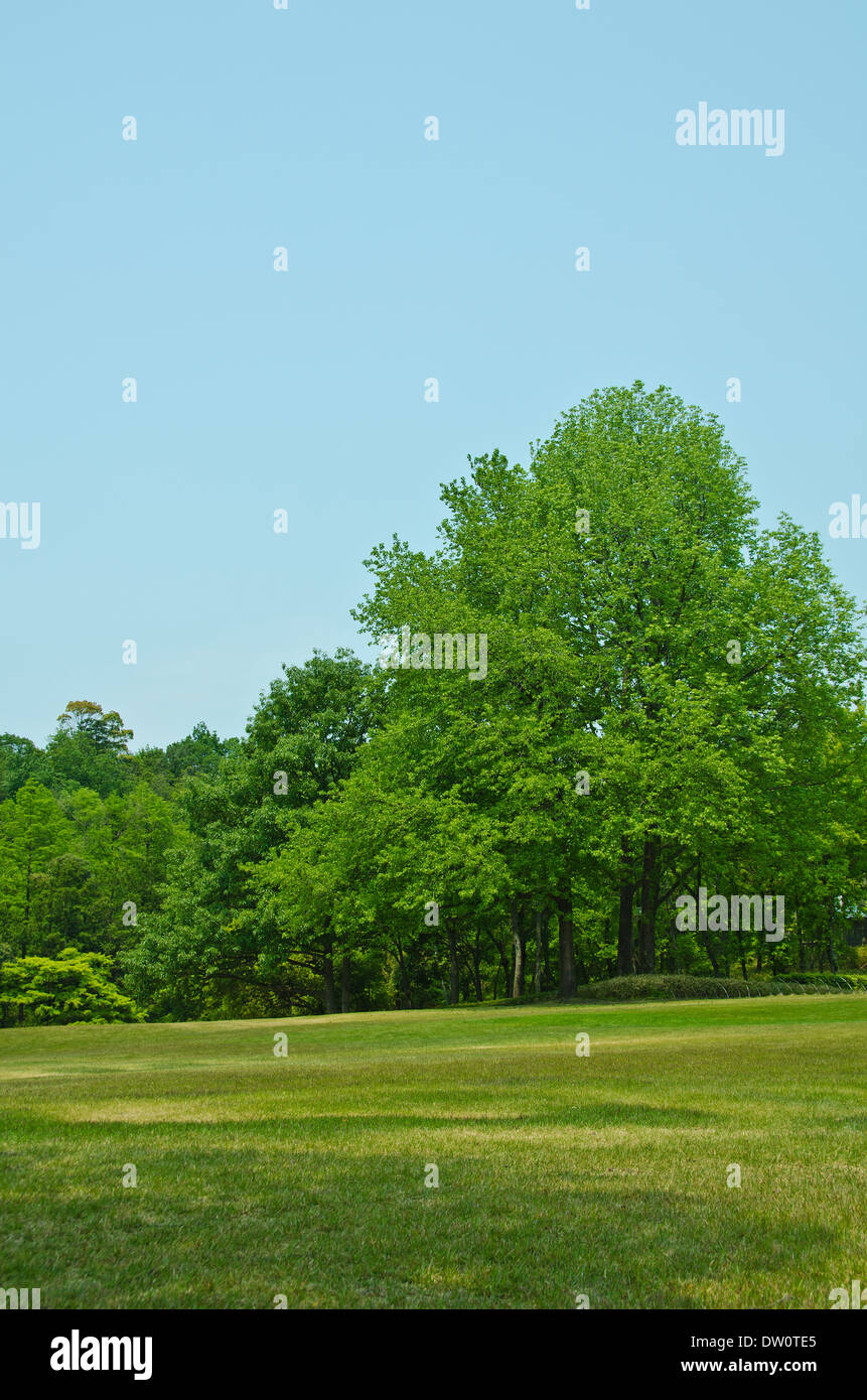 Trees and sky Stock Photo - Alamy