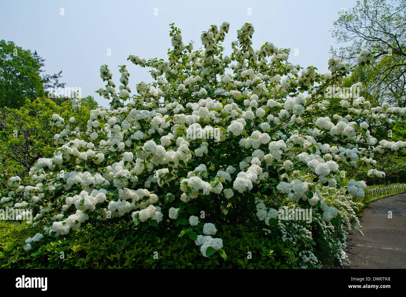 Japanese snowball hi-res stock photography and images - Alamy