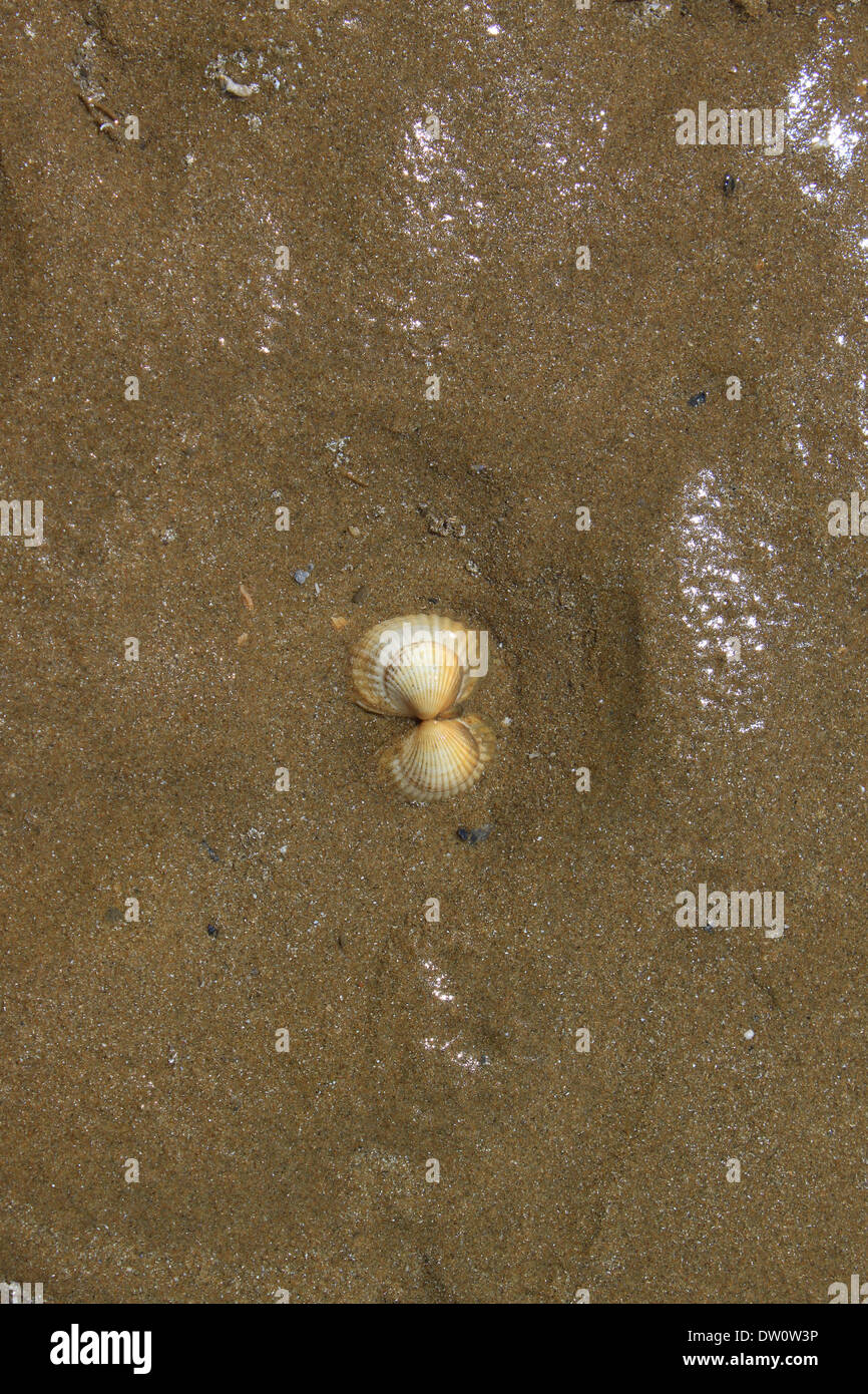 shell in sand Stock Photo - Alamy