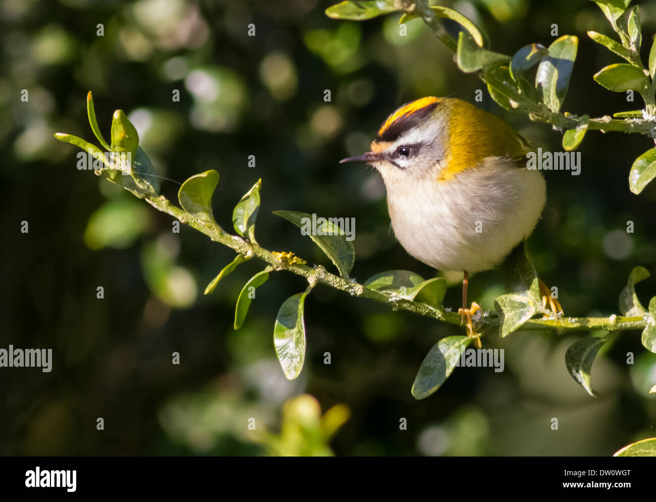 Firecrest female hi-res stock photography and images - Alamy
