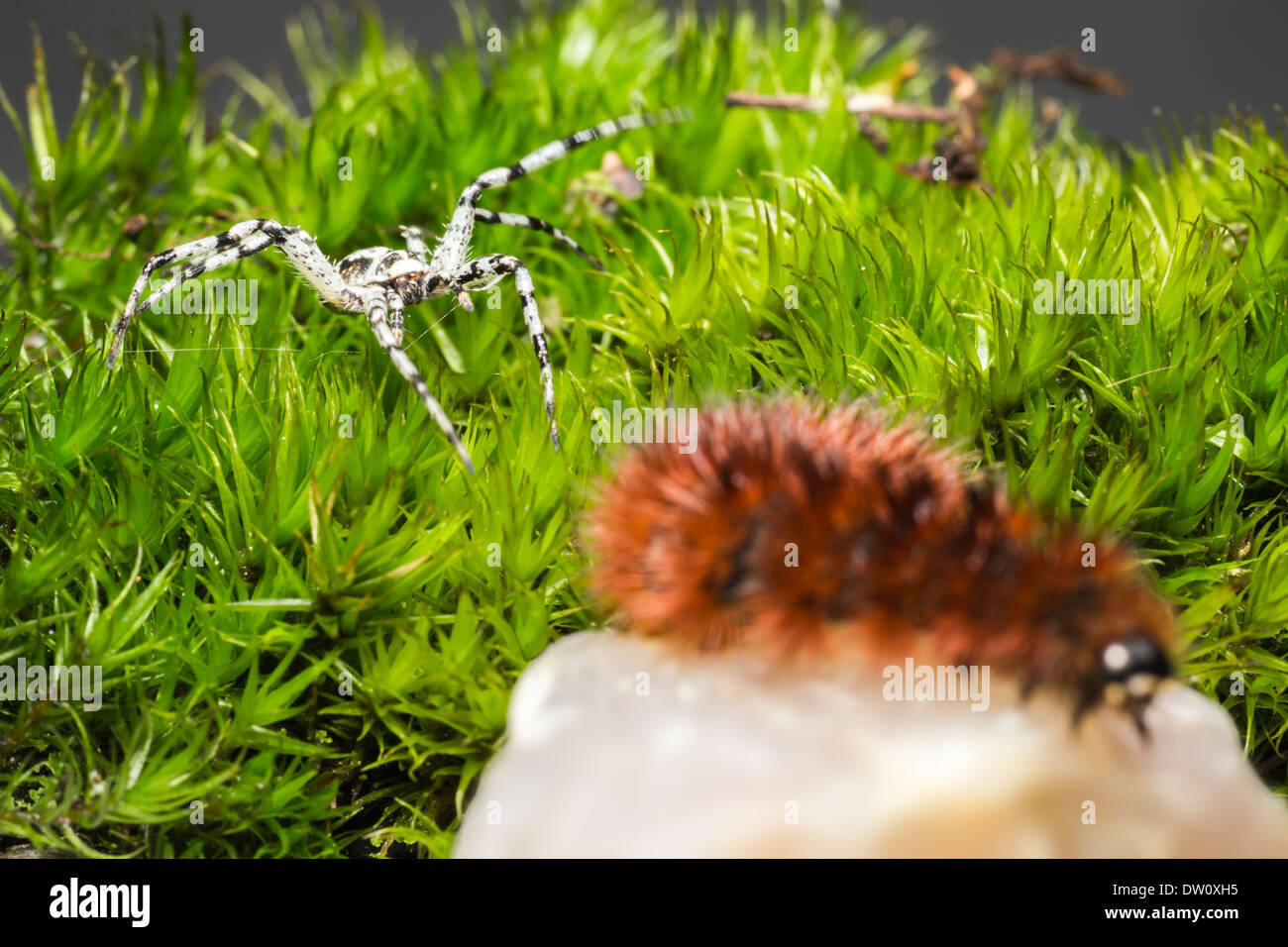 The Lichen Running Spider (Philodromus margaritatus Stock Photo - Alamy
