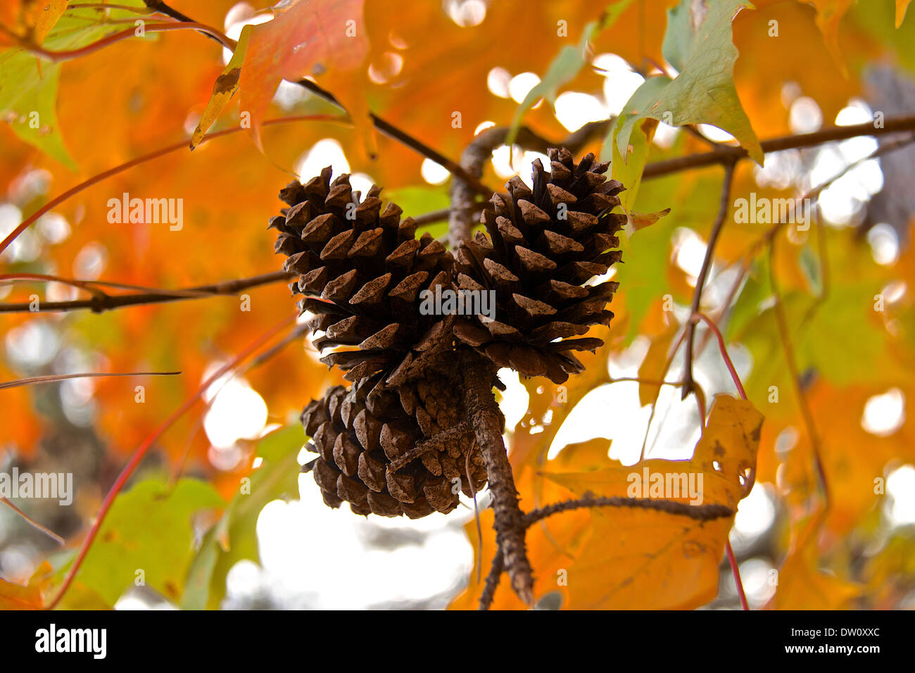 Eatonton, georgia hi-res stock photography and images - Alamy