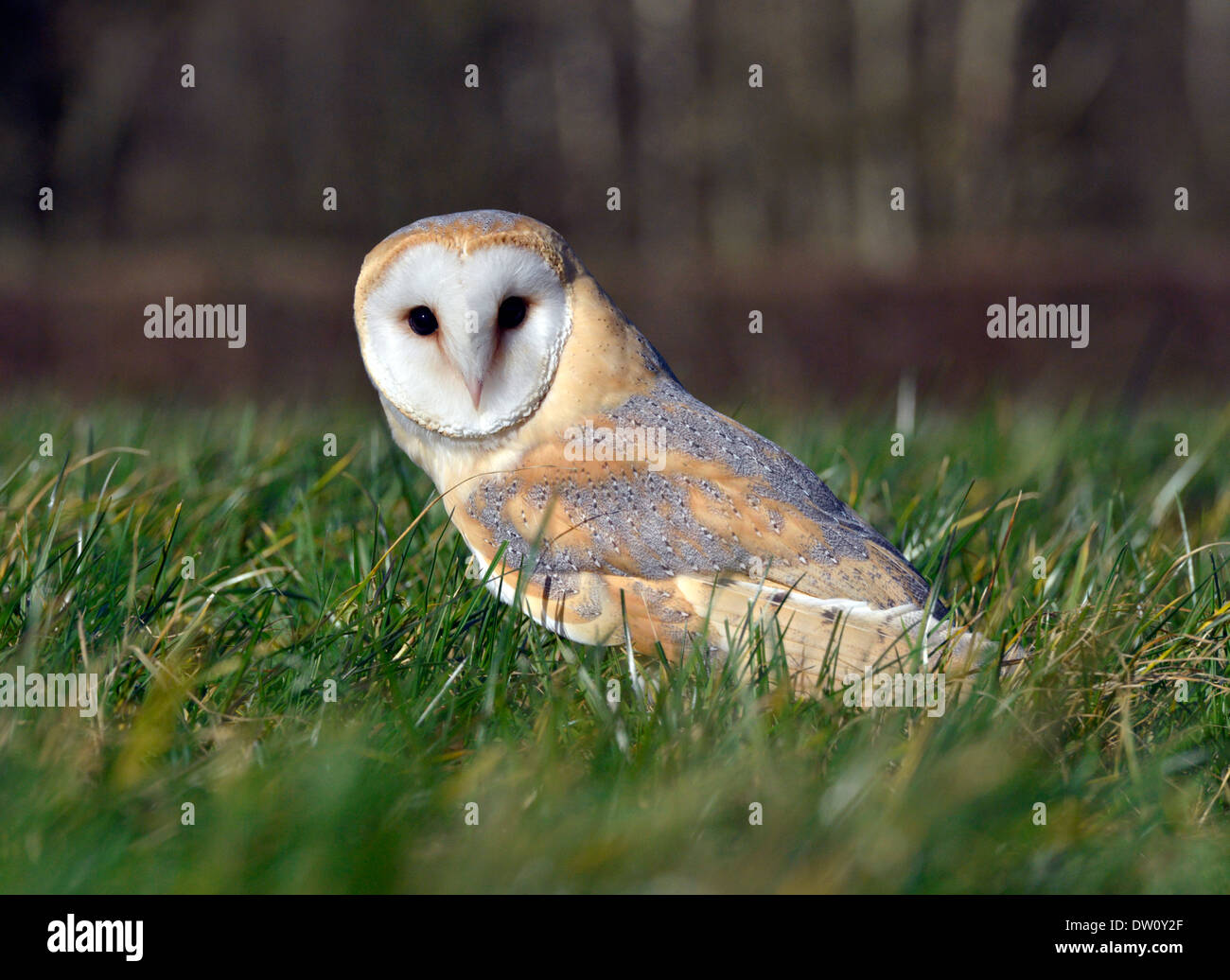 Barn Owl Tyto alba Stock Photo - Alamy