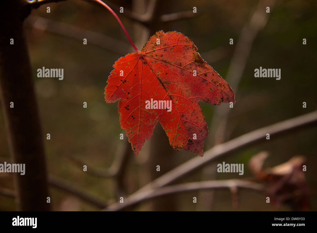 October glory maple tree hi-res stock photography and images - Alamy