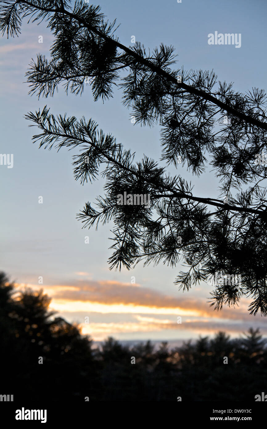 Georgia pine tree hi-res stock photography and images - Alamy