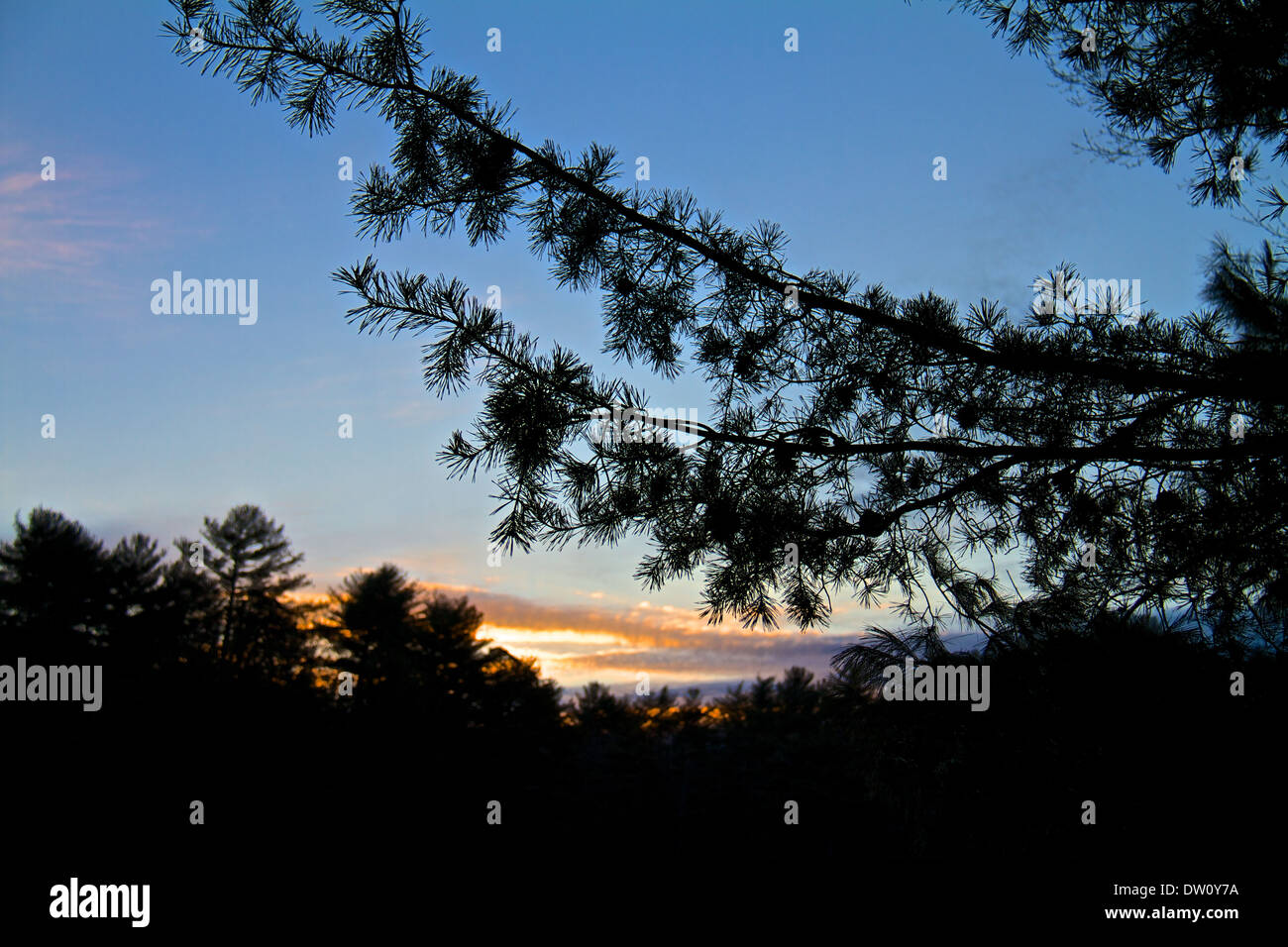 Georgia pine tree hi-res stock photography and images - Alamy