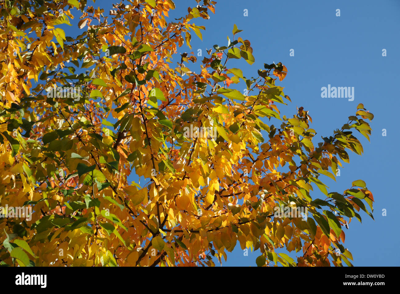 Sweet cherry tree Stock Photo - Alamy