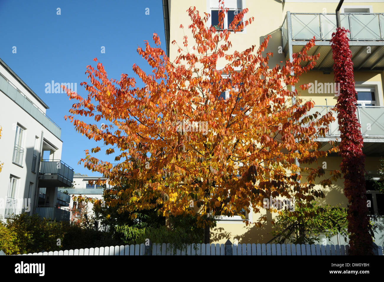 Sweet cherry tree Stock Photo - Alamy