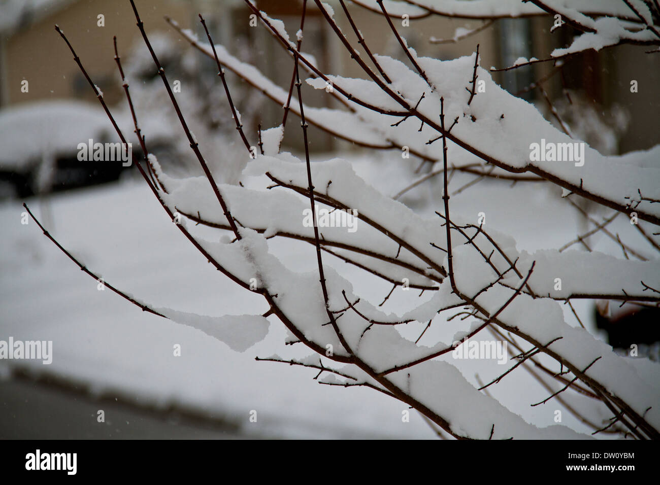 October glory maple hi-res stock photography and images - Alamy