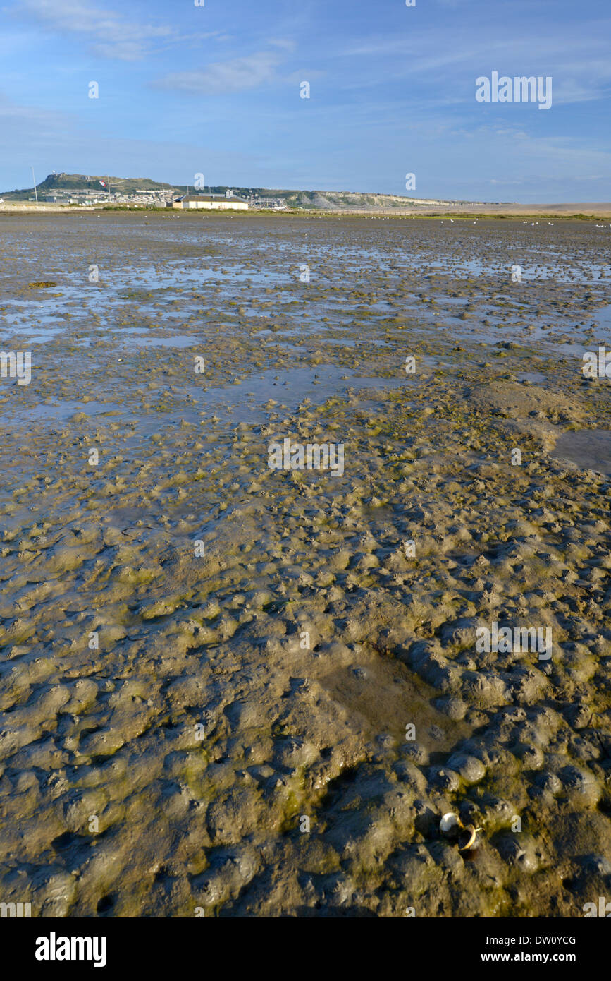 Low tide at Ferrybridge, Portland - Classic wader feeding ground Stock ...