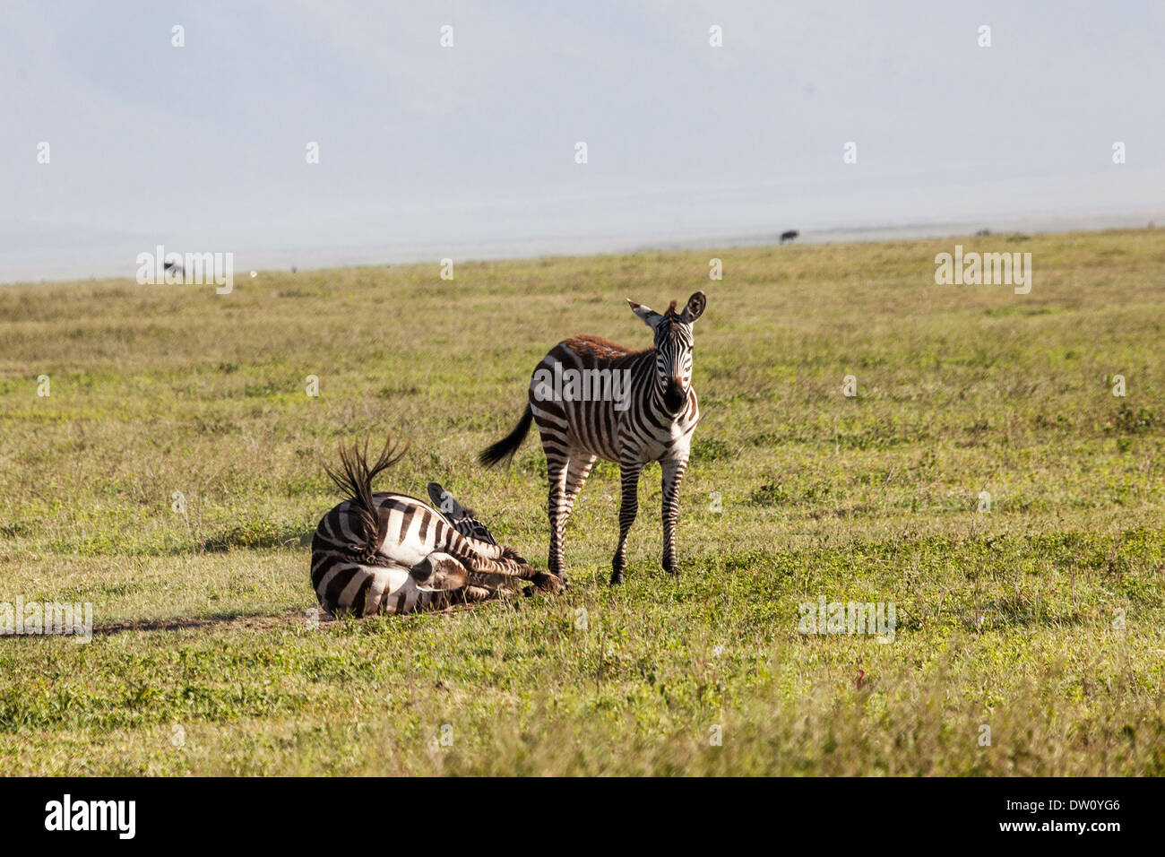 Zebra playing hi-res stock photography and images - Alamy