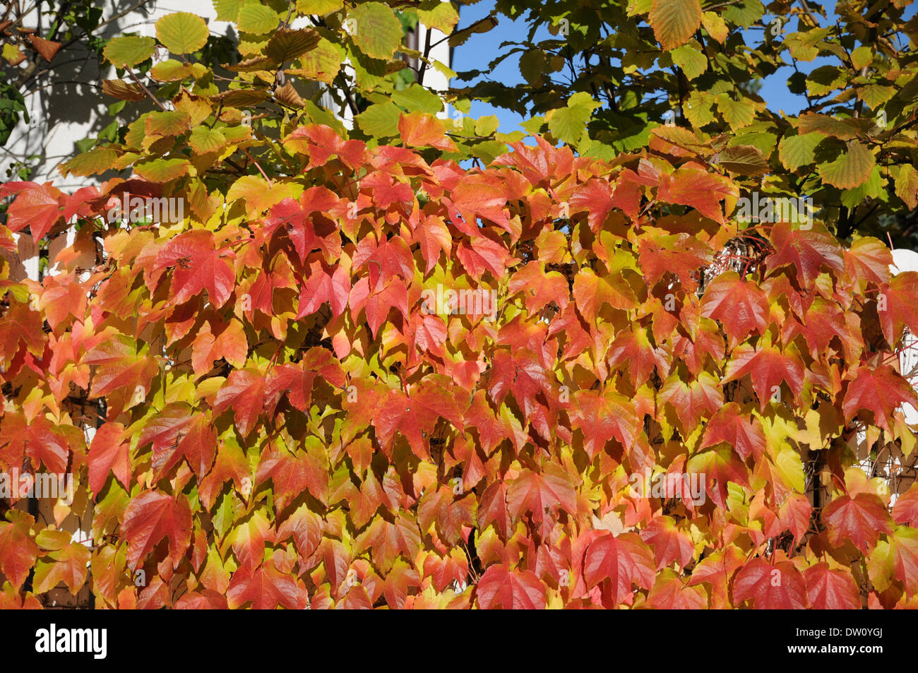 Japanese creeper japanese creeper hi-res stock photography and images ...