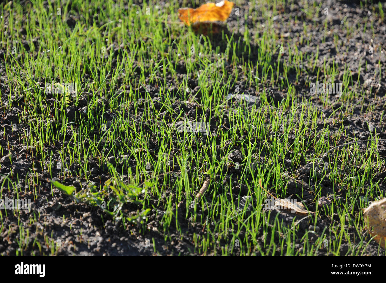 Grass seedlings hi-res stock photography and images - Alamy