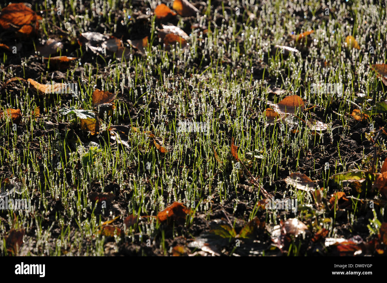 Grass-Seedlings with water drops Stock Photo - Alamy