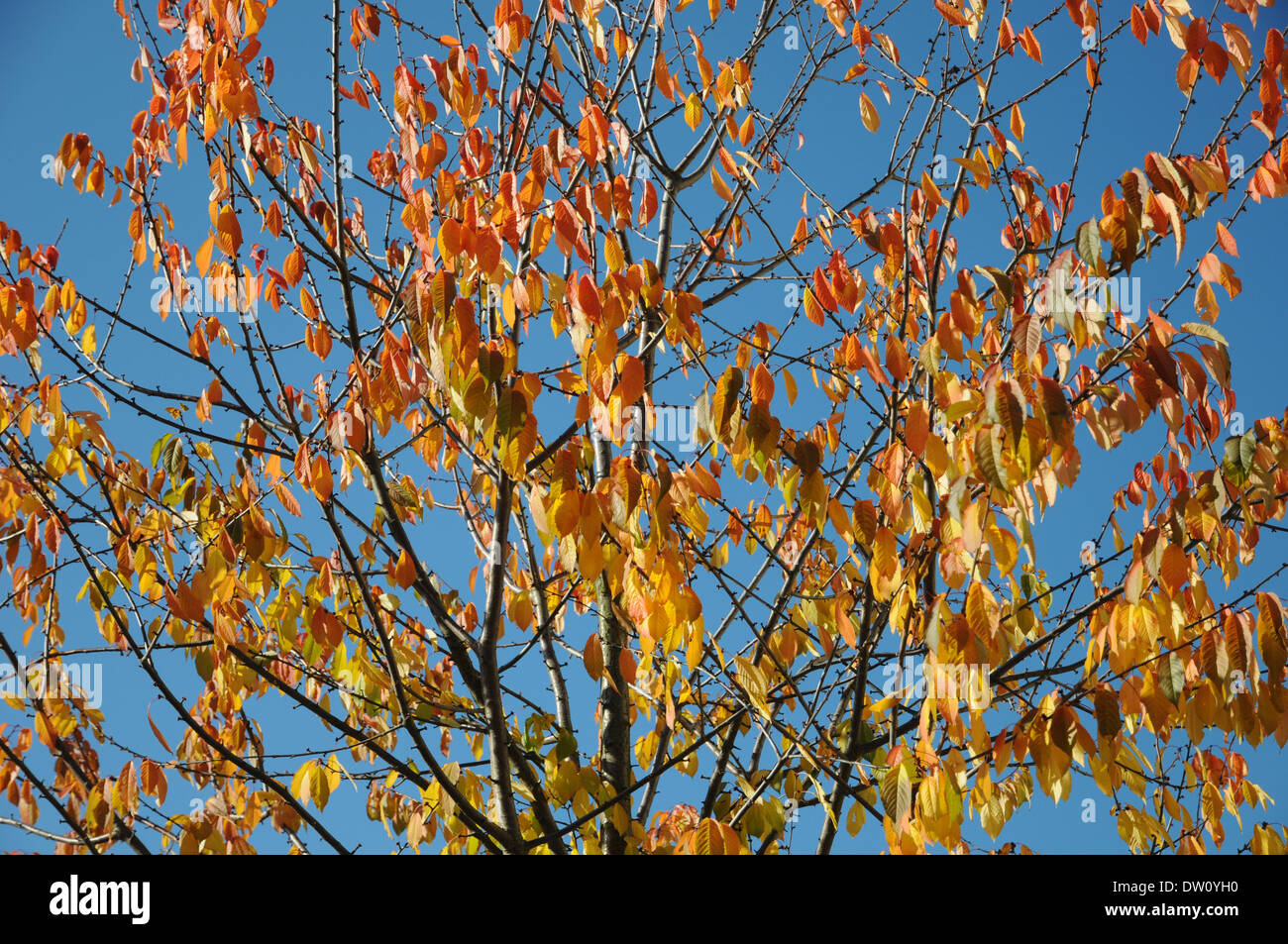 Cherry tree fall colors hi-res stock photography and images - Alamy