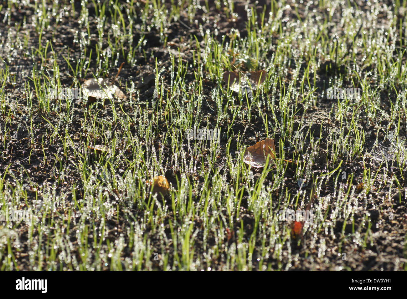 Grass seedlings hi-res stock photography and images - Alamy