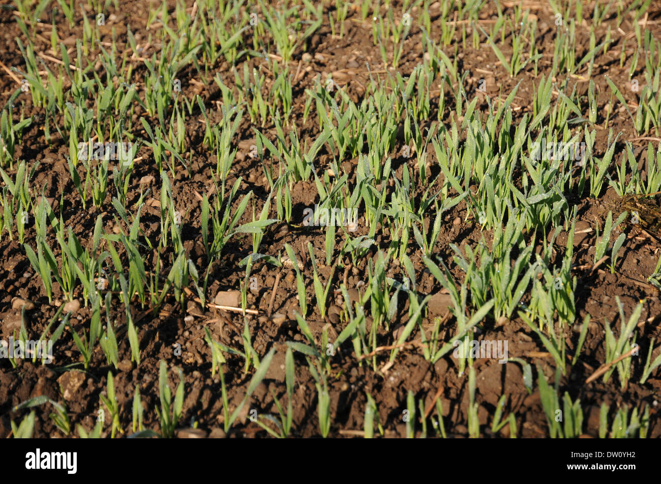 Seedleaf hi-res stock photography and images - Alamy