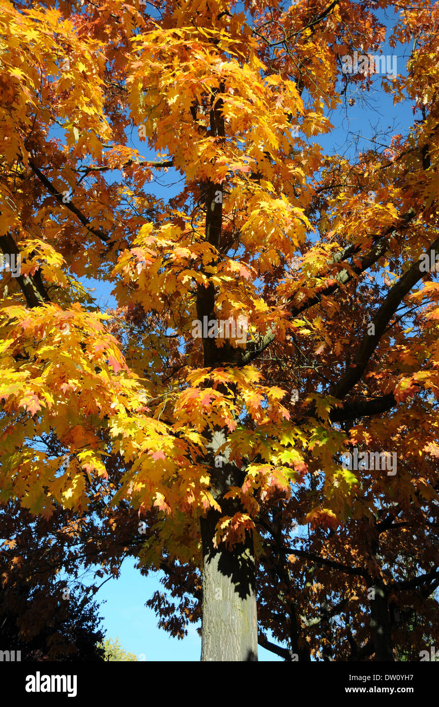 American red oak Stock Photo - Alamy